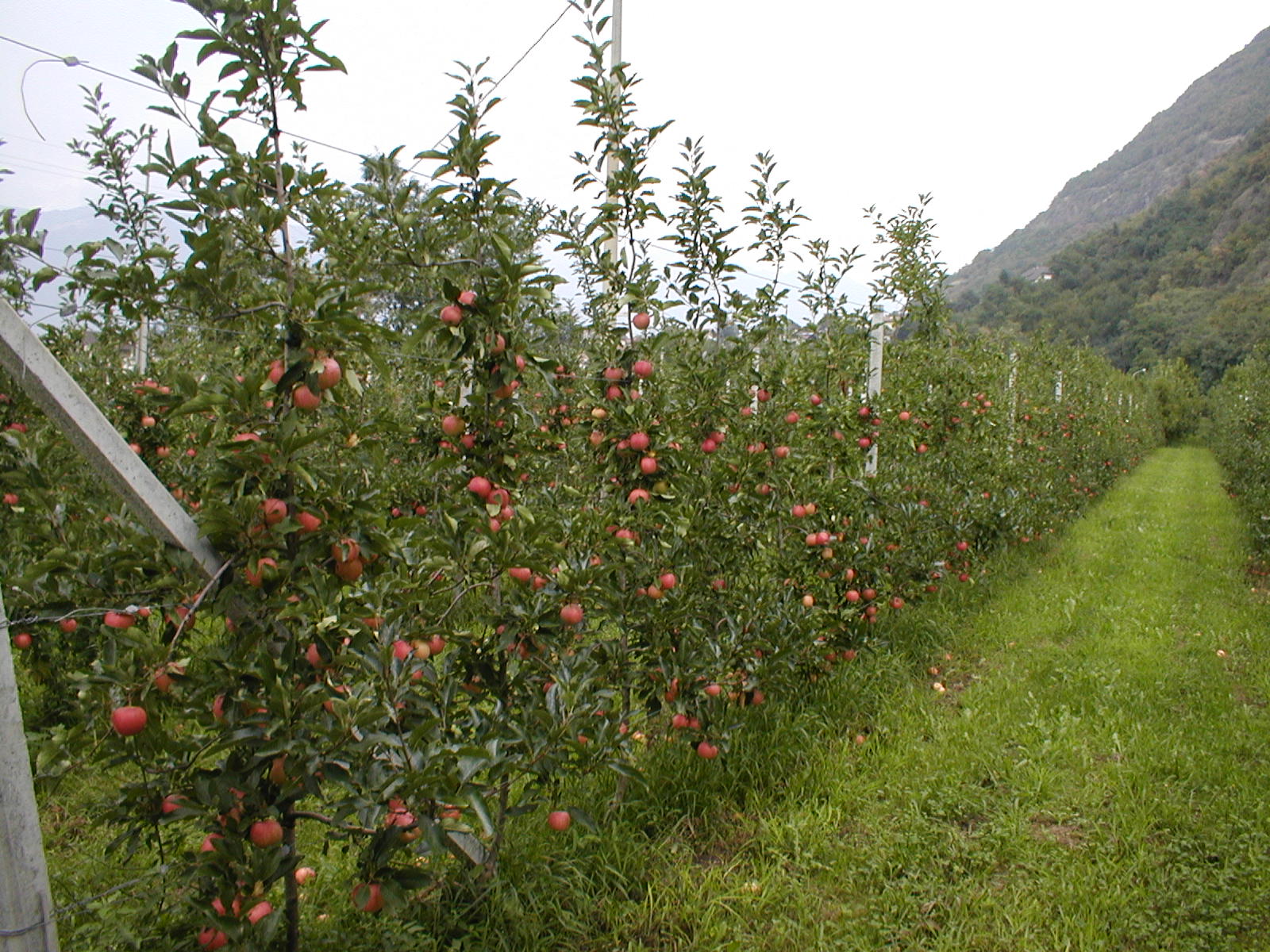 Tipp des Tages - Noch gibt es lokale Äpfel | Pronatura Bioshop